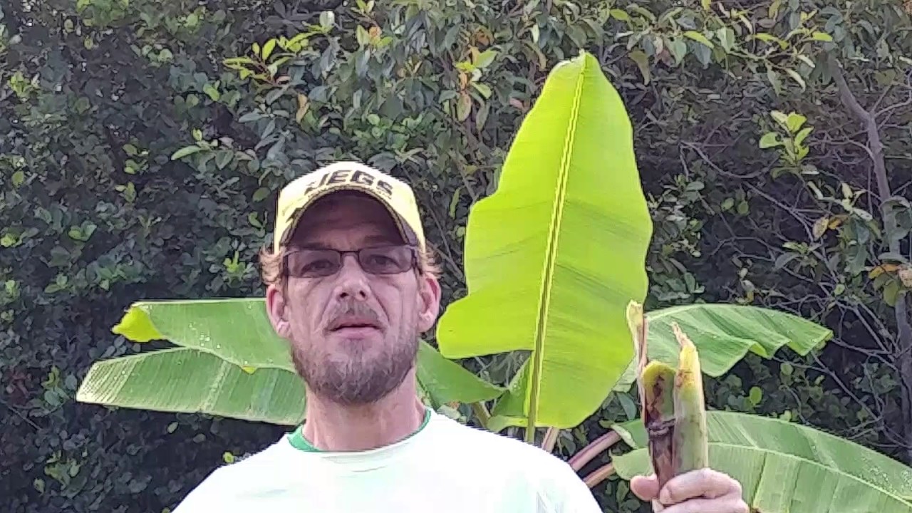 Cutting my first rack of 🍌 here in BELIZE - YouTube