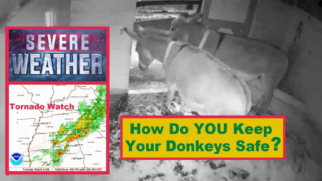 How Do You Keep Your Donkeys Safe During Extreme Weather? 🐴 ⛈️ - YouTube