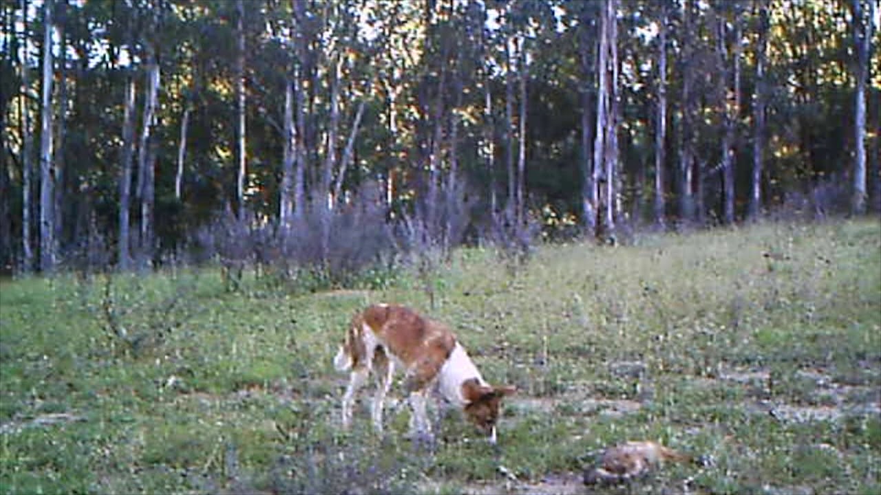 Wild Dog Trapping - YouTube