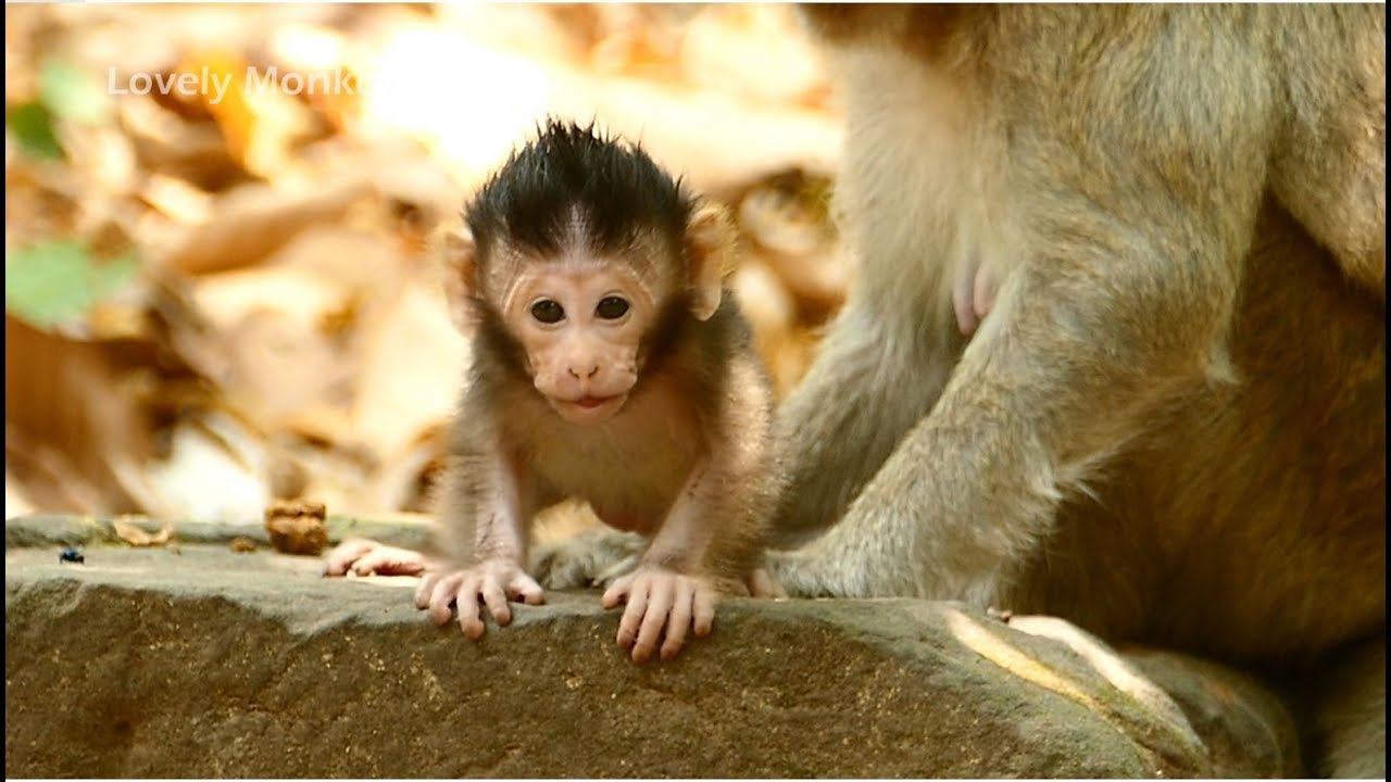 100% Baby Shira Is Raider's Daughter From Her Face. Will Found The ...