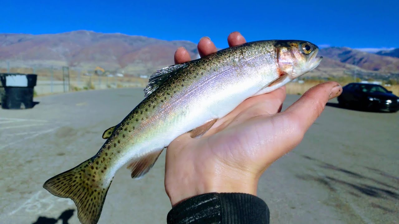STOCKED Trout vs WILD Trout TASTE TEST! - YouTube