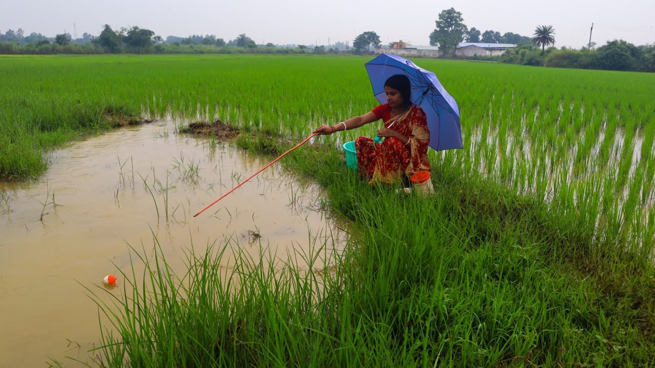Fishing video | Best Hook Fishing in paddy field | lady caught fish in ...