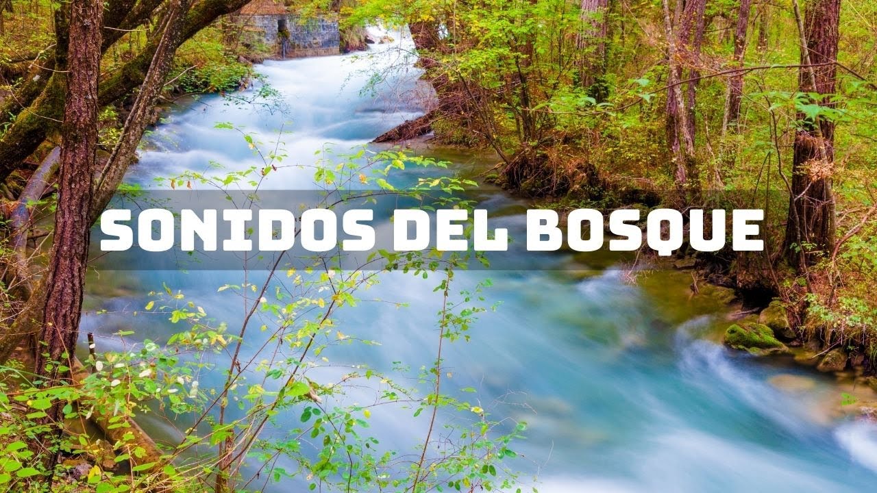 Sonidos del bosque - música para dormir, arroyos y cantos de pájaros ...
