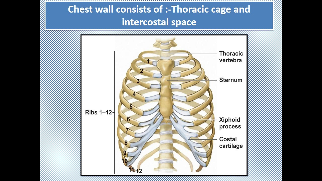 Normal anatomy of thorax Part 1 - YouTube