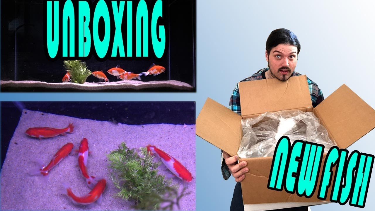 New Fish!! Unboxing!! Rare Wakin Goldfish I finally got them!! - YouTube