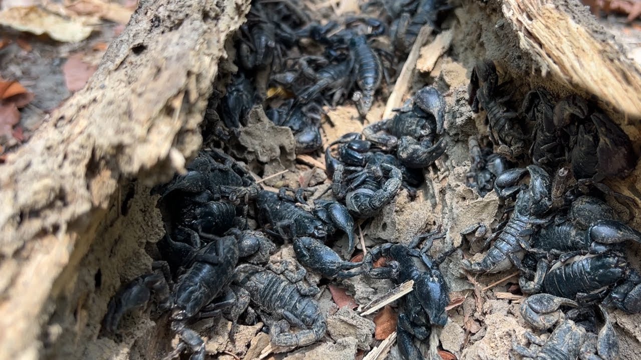 Giant black scorpions a lots/ found and catch big scorpions in a tree ...