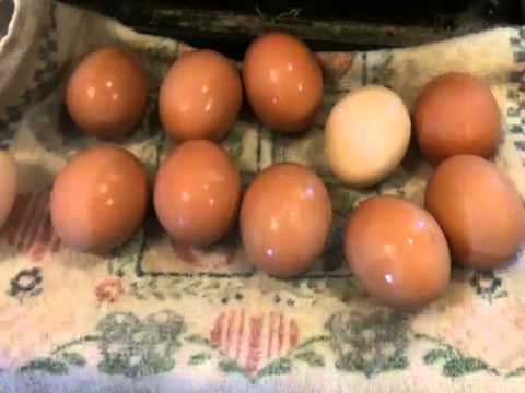 Clean eggs....what do you do? - YouTube
