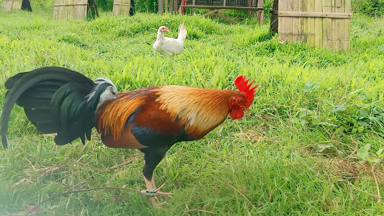 The Kearney WhiteHackle - YouTube