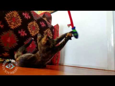 Kittenplay - YouTube
