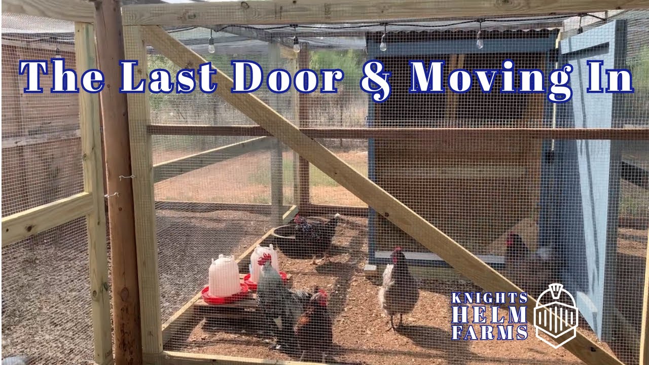 Moving the Chickens - YouTube