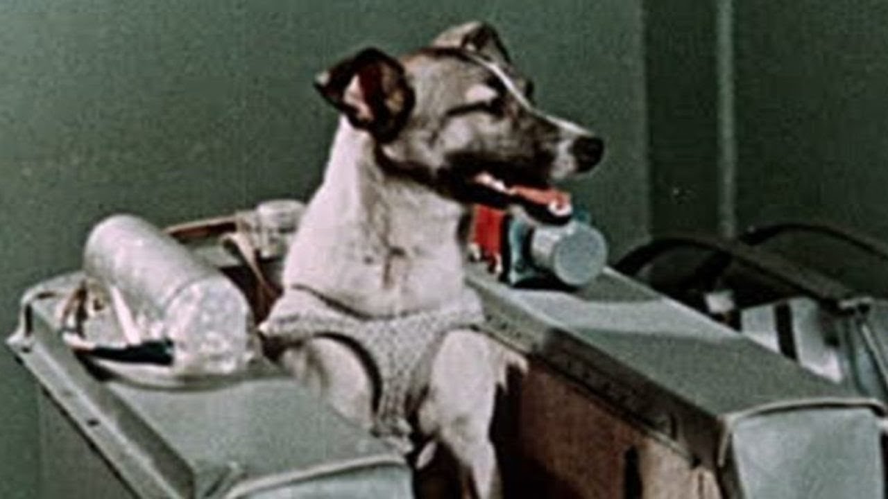 The Sad Story Of Laika Other Animals YouTube the-sad-story-of-laika-other-animals-youtube