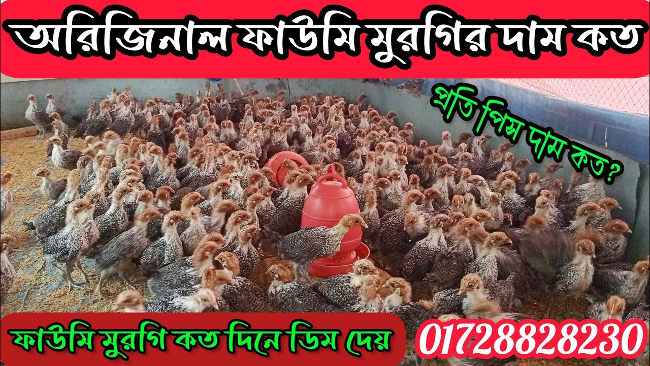 ১মাস বয়সী ফাউমি মুরগির দাম কত || ফাউমি মুরগি কত দিনে ডিম দেয় || ফাউমি ...