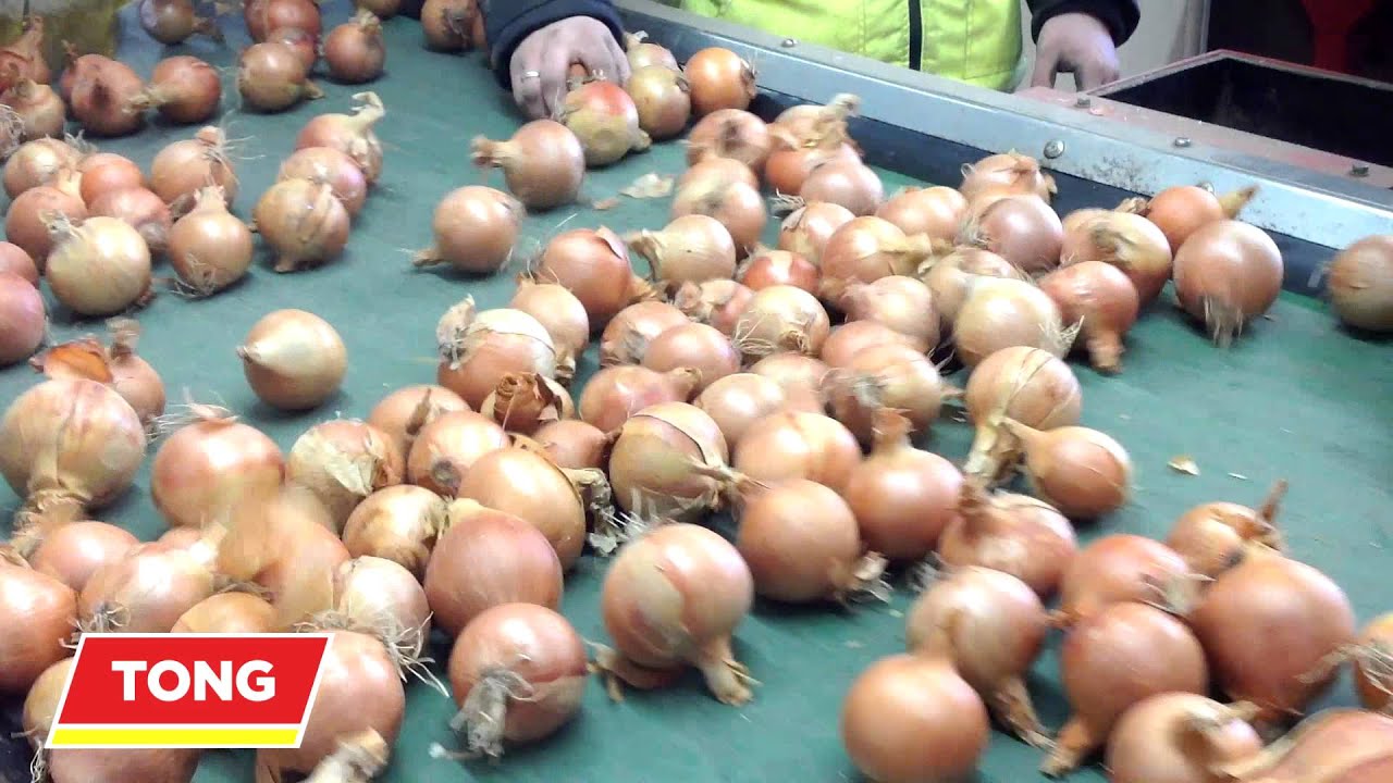 Onion Grading & Handling Line from Tong - YouTube