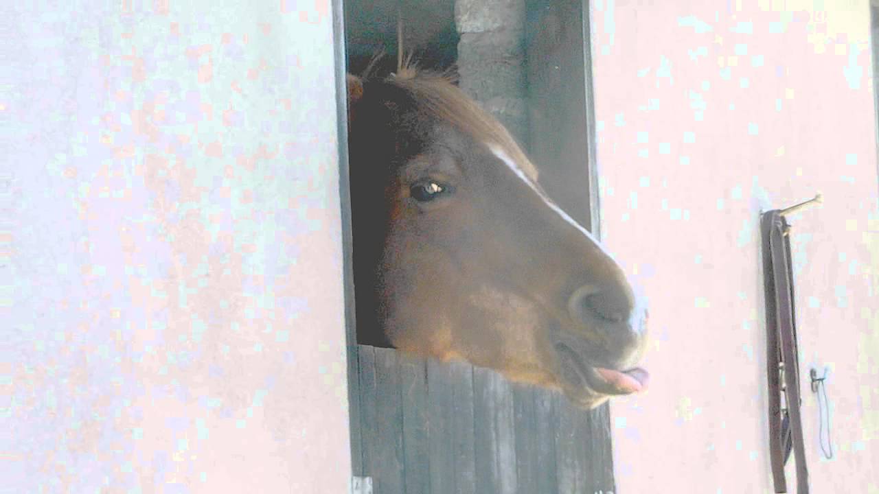 How horses clap - YouTube