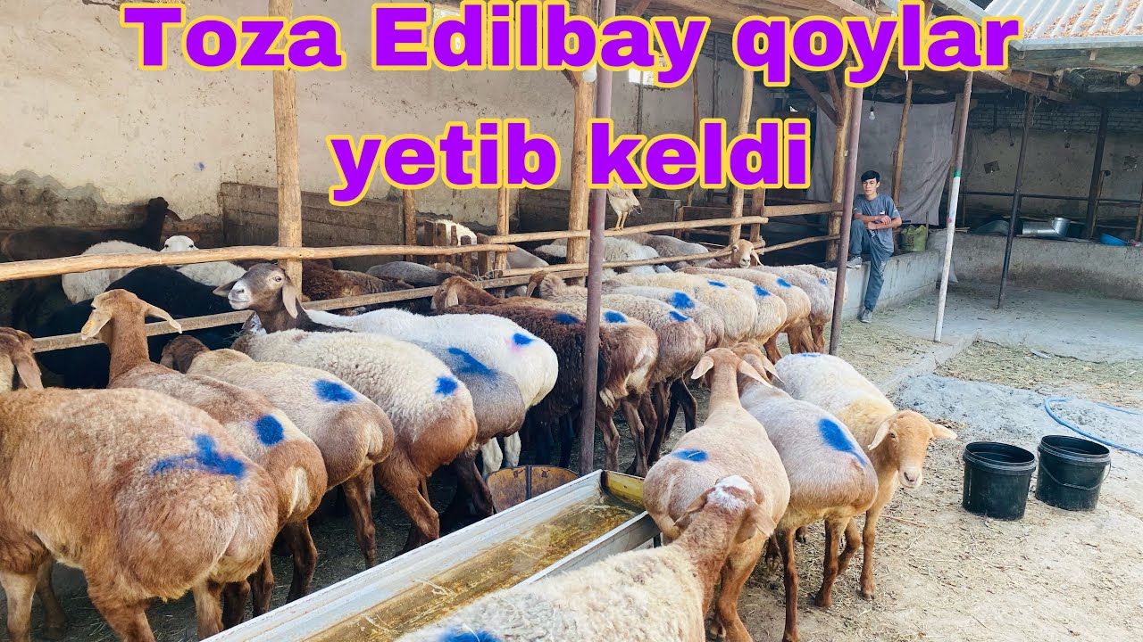 Edilbay qoy boqish ☎️916581212 Bishkekdan olip keldi - YouTube