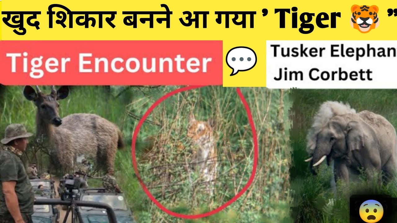Tiger खुद शिकार आया बनने | tiger attack elephant 🐘 | jim corbett ...