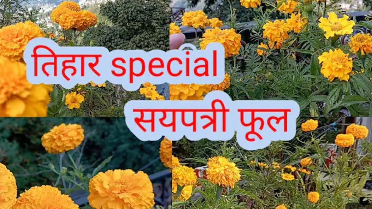 सयपत्री फूल tihar special saipatri phool marigold flowers सयपत्री फूल ...