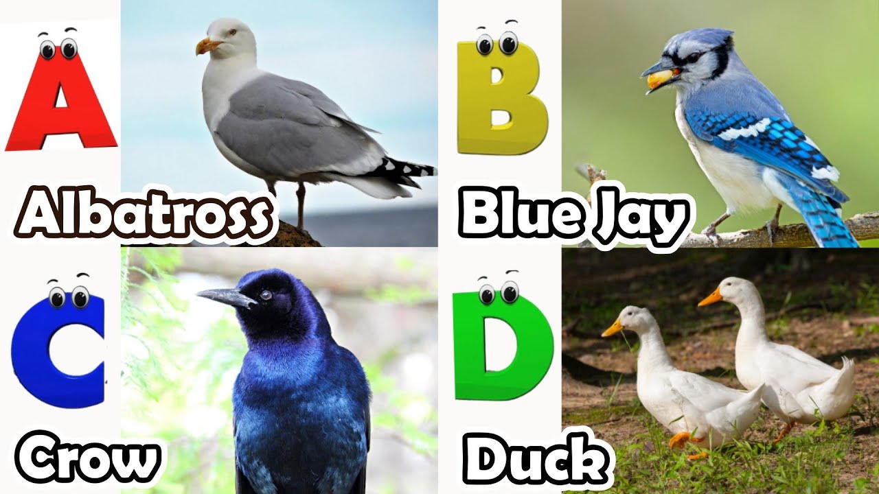 Birds Alphabet Song for Kids | Birds ABC Song | Phonics for Kids | Baby ...
