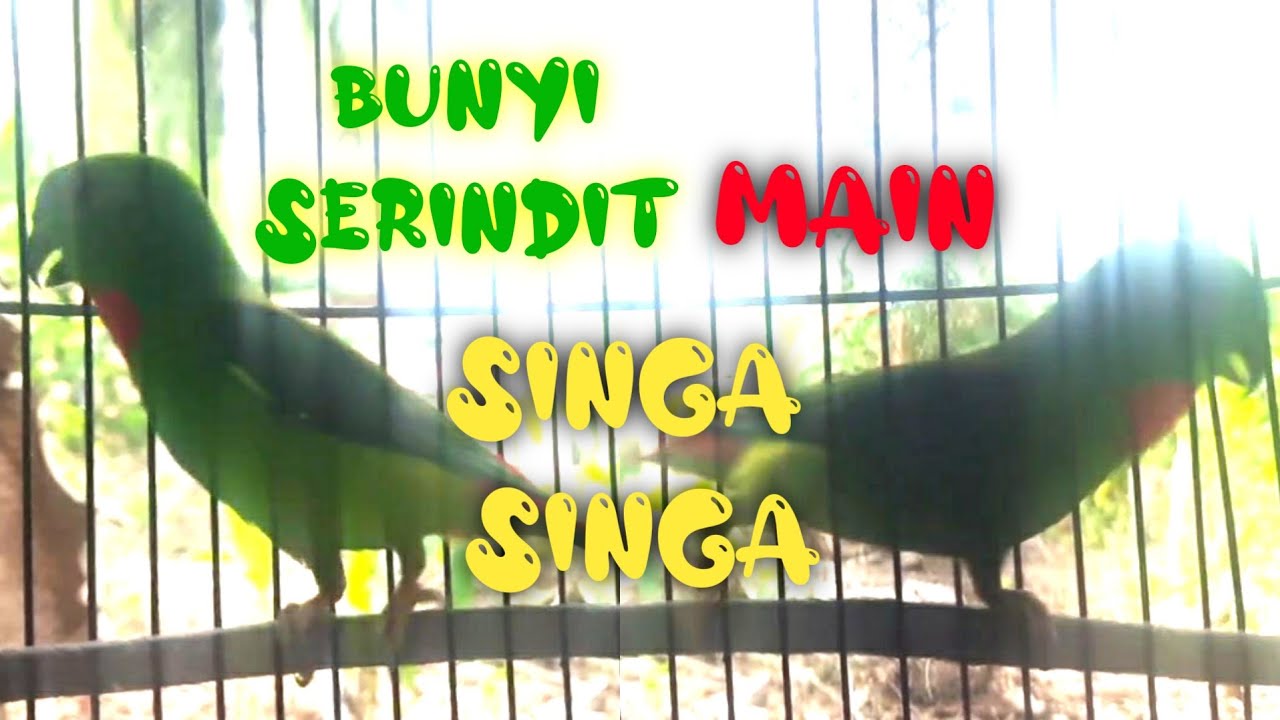 Variasi Suara Serindit Gacor Main Singa - Singa - YouTube