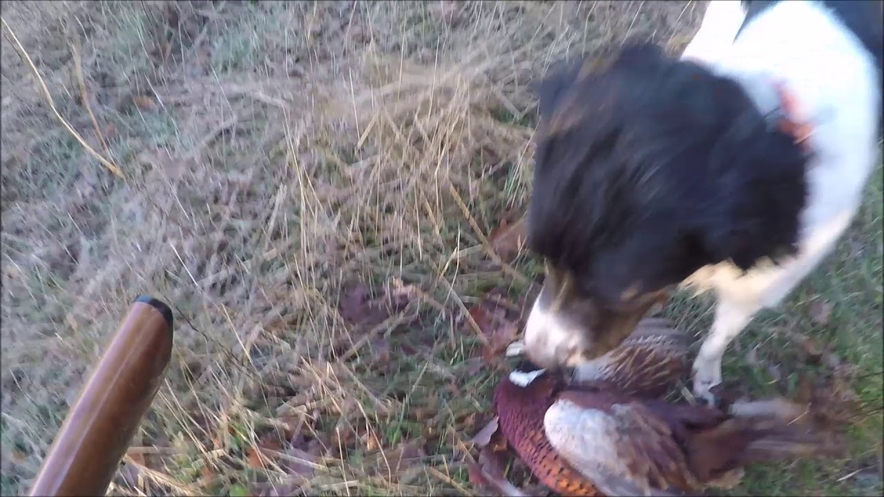 chasse aux faisans 2018 - YouTube