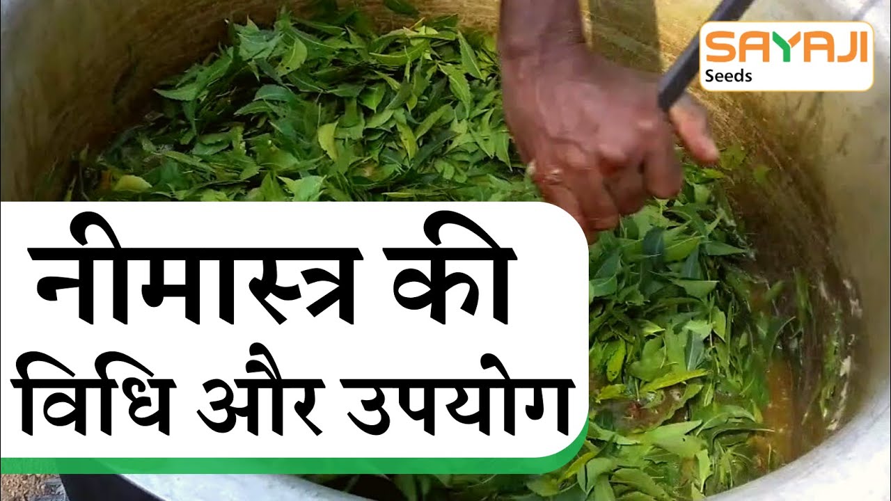 नीमास्त्र बनाने की विधि और उसका उपयोग | Method of making Neemastra and ...