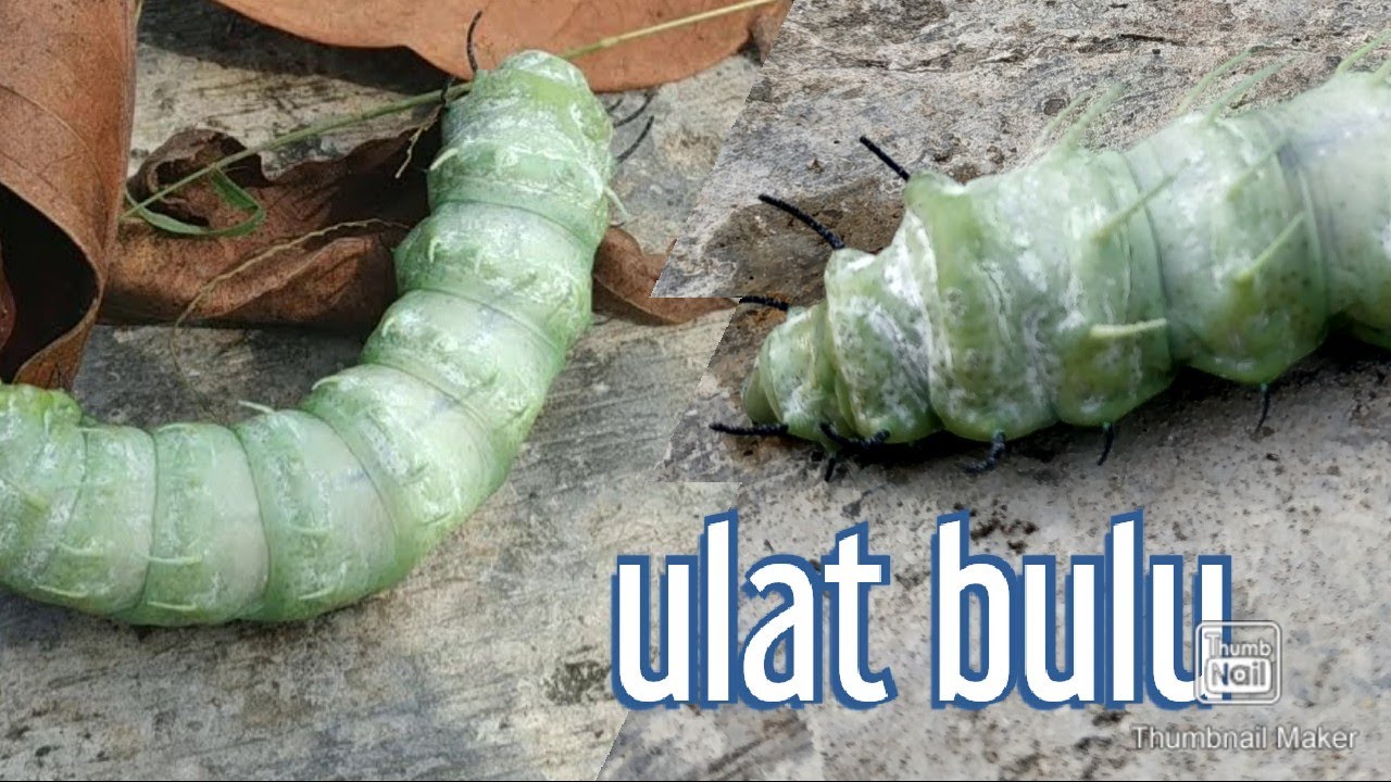 Ulat Bulu Super Besar - YouTube