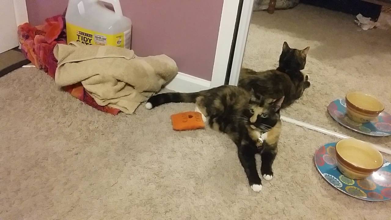 Silly amber - YouTube