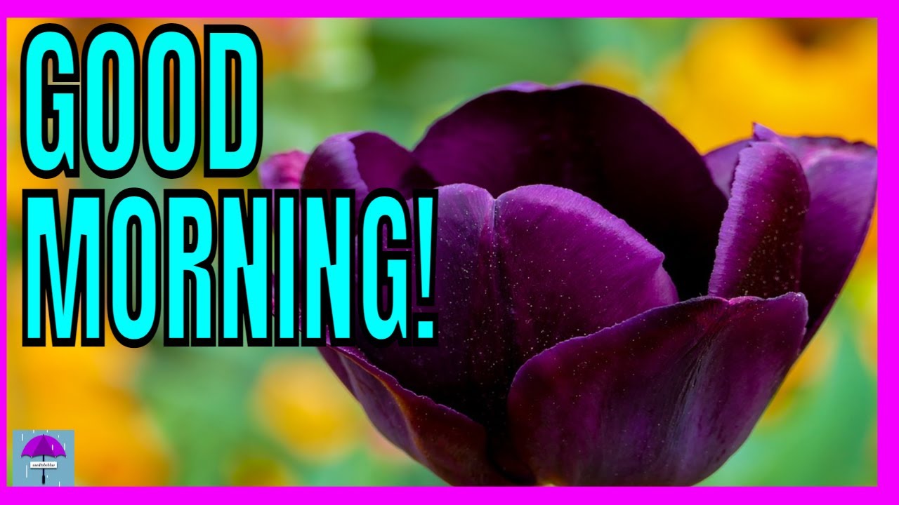 𝗪𝗔𝗞𝗘 𝗨𝗣 𝗛𝗔𝗣𝗣𝗬 𝗚𝗢𝗢𝗗 𝗠𝗢𝗥𝗡𝗜𝗡𝗚 𝗠𝗨𝗦𝗜𝗖 𝗠𝗜𝗫𝗘𝗗 𝗖𝗨𝗟𝗧𝗨𝗥𝗘𝗦 𝗛𝗔𝗩𝗘 𝗔 𝗚𝗥𝗘𝗔𝗧 𝗗𝗔𝗬 - YouTube