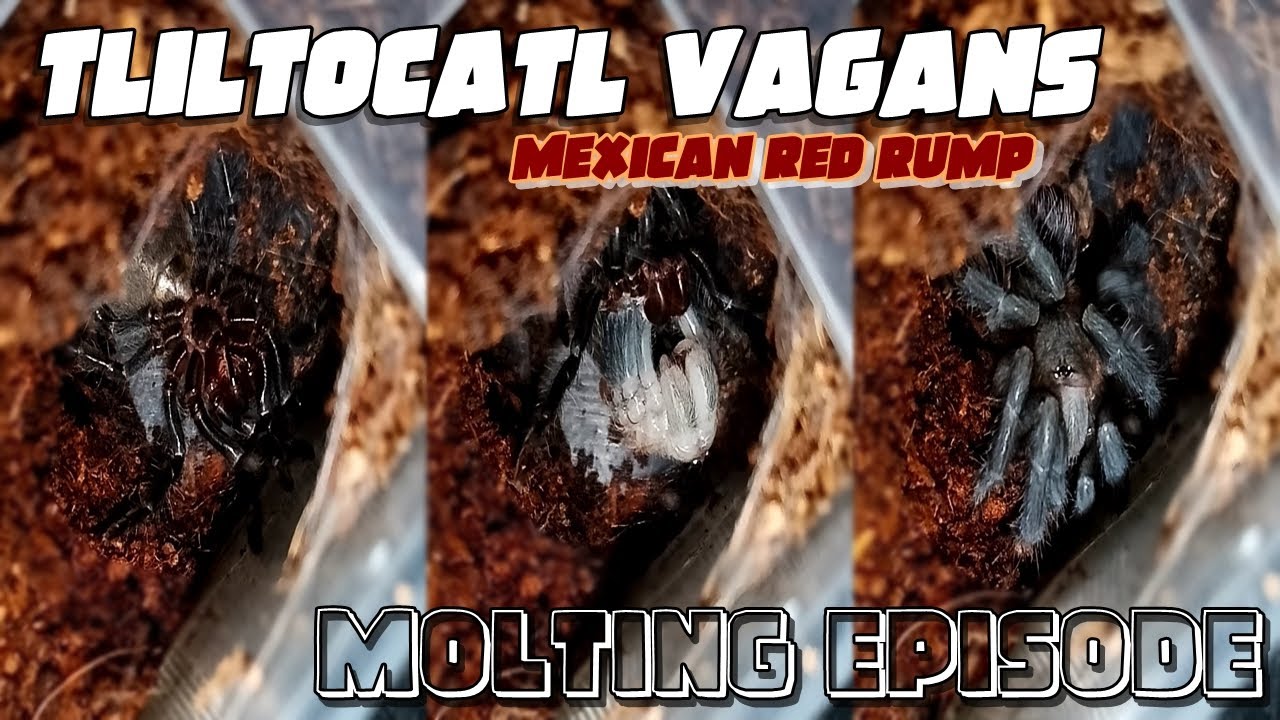 How Tarantulas Molt | Tliltocatl Vagans | Molting - YouTube
