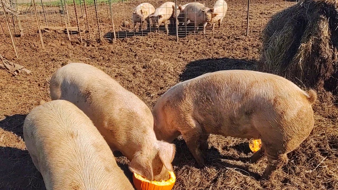 why feed pumpkins to hogs how to deworm pigs #homesteadknowhowlifeisgood - YouTube