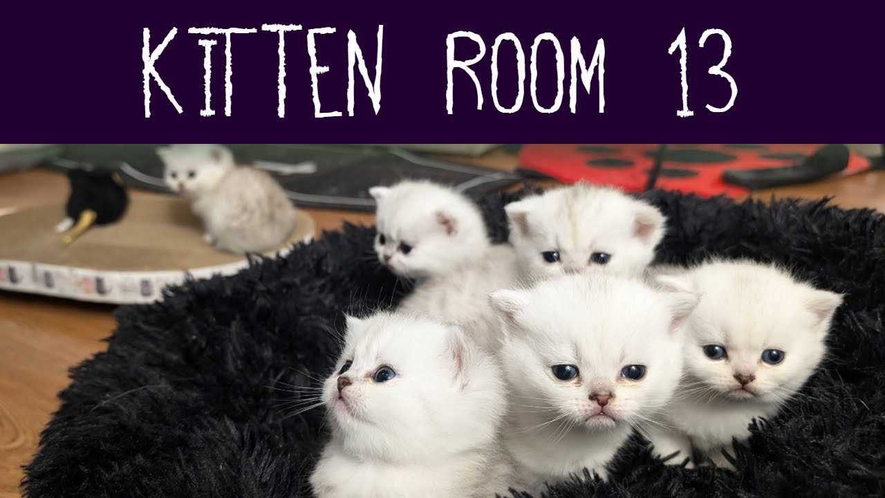 Kitten Room 13: Night 65 - Raising Foster Kittens LIVE - YouTube
