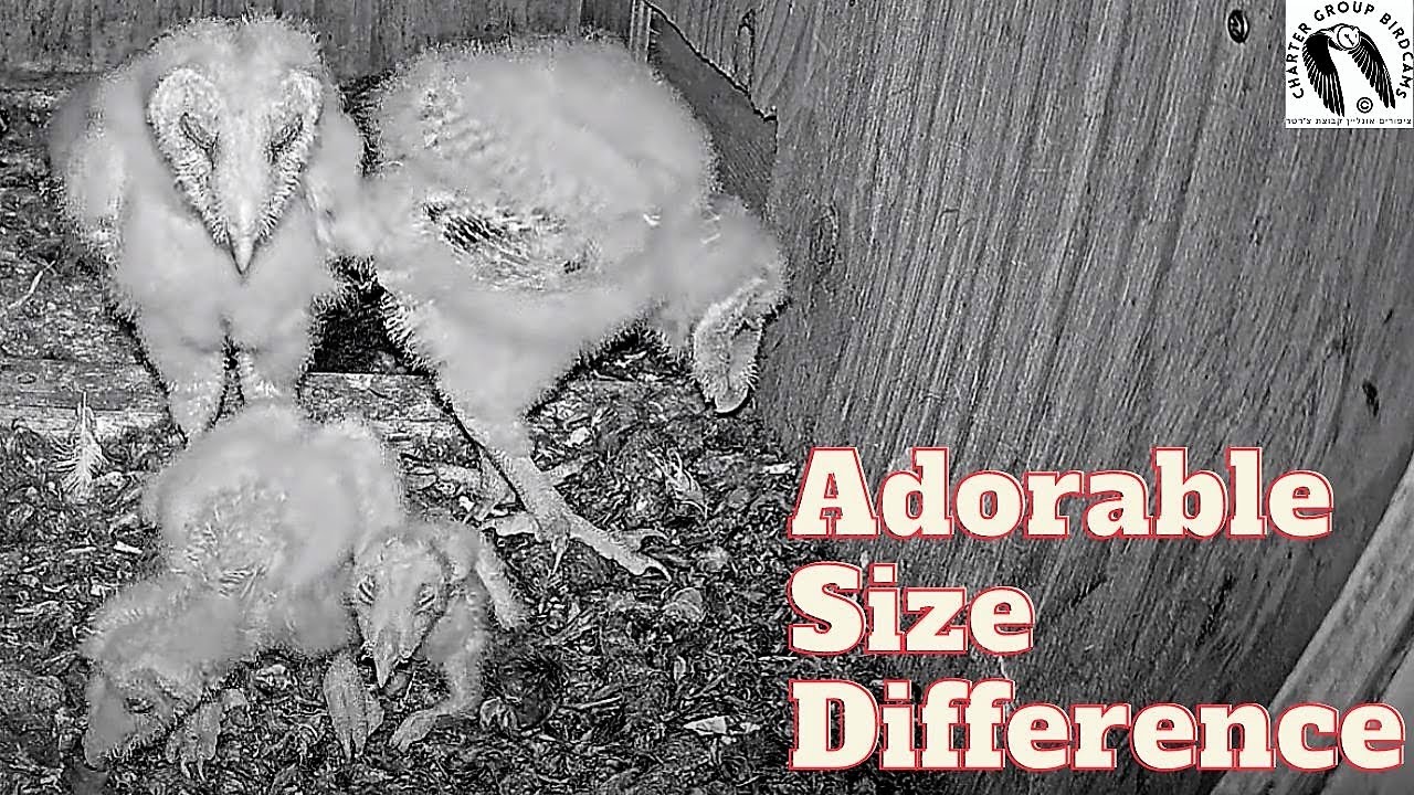 Barn Owl Asynchronous Hatching: The Incredible Size Difference of ...