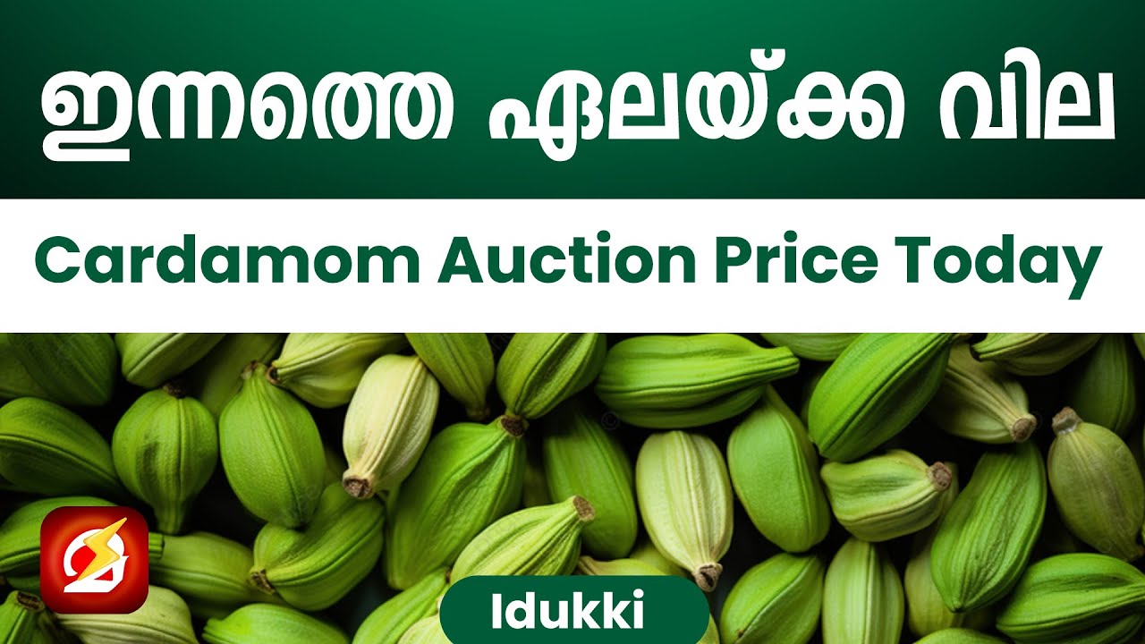 04-04-2025 - Cardamom Auction Price Today in Kerala Idukki Kattappana ...