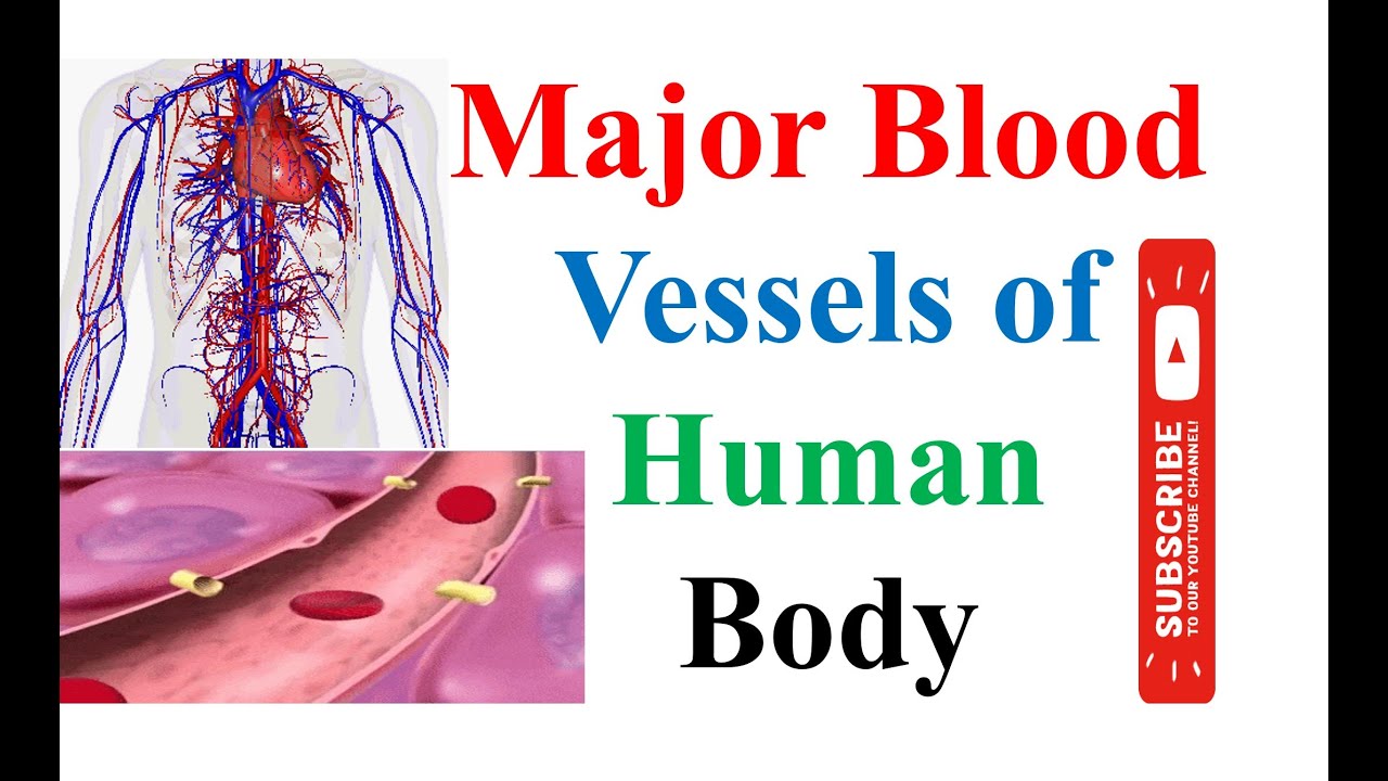 Major #Blood #Vessels of the Human Body | #Human #Anatomy #Physiology ...