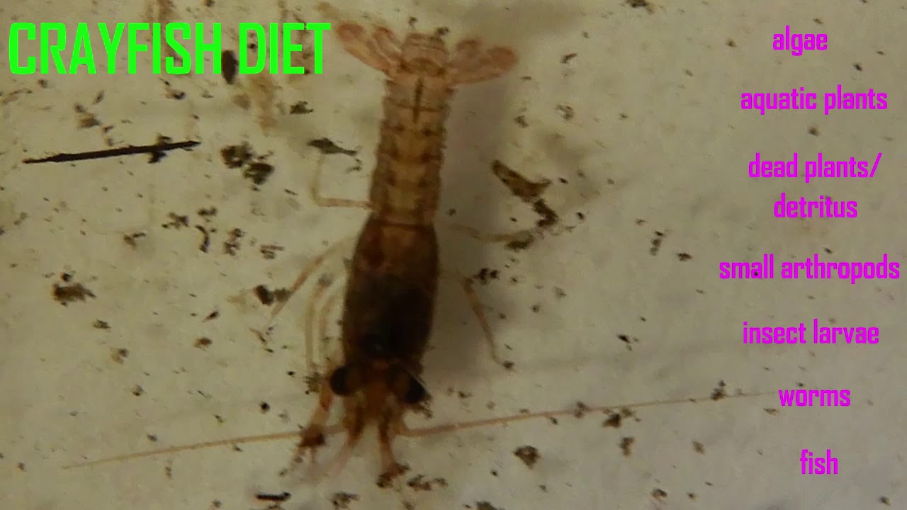 crayfish in freshwater food chains - YouTube