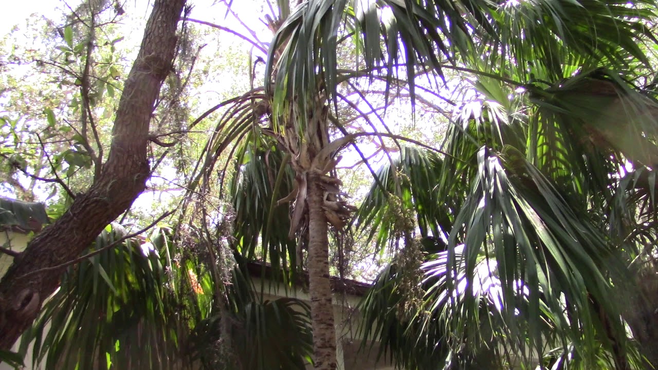 Thrinax excelsa Broad Thatch, Jamaican Thatch Palm - YouTube