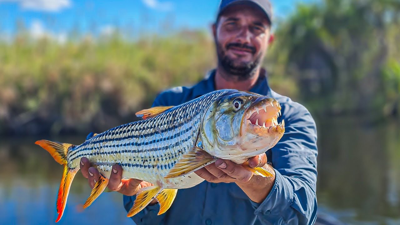 Tiger Fishing the Okavango Delta! TIGER BRAAI!!! - YouTube