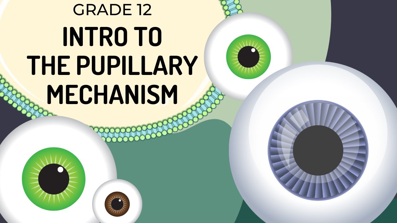 INTRO to Pupillary mechanism | How the regulates light entering the ...