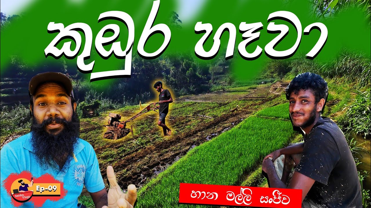 ගොයම් හදන්න කුඹුර මඩ කලා..| Sanka Vlogs | පටබැඳි Productions - YouTube