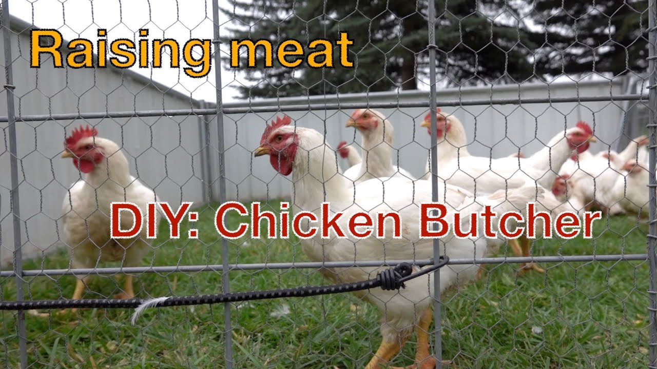 HOW TO Raise and Butcher meat chickens - YouTube