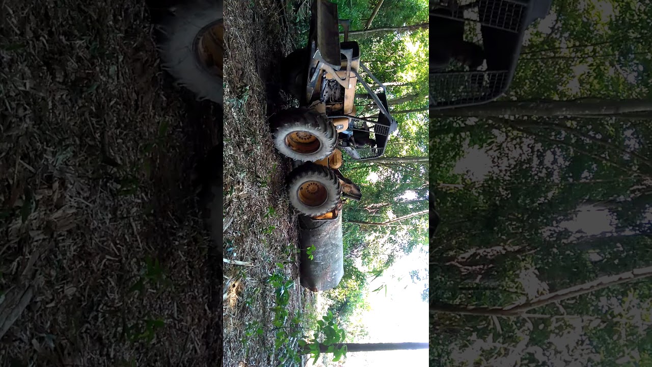 Logging In Belize YouTube logging-in-belize-youtube