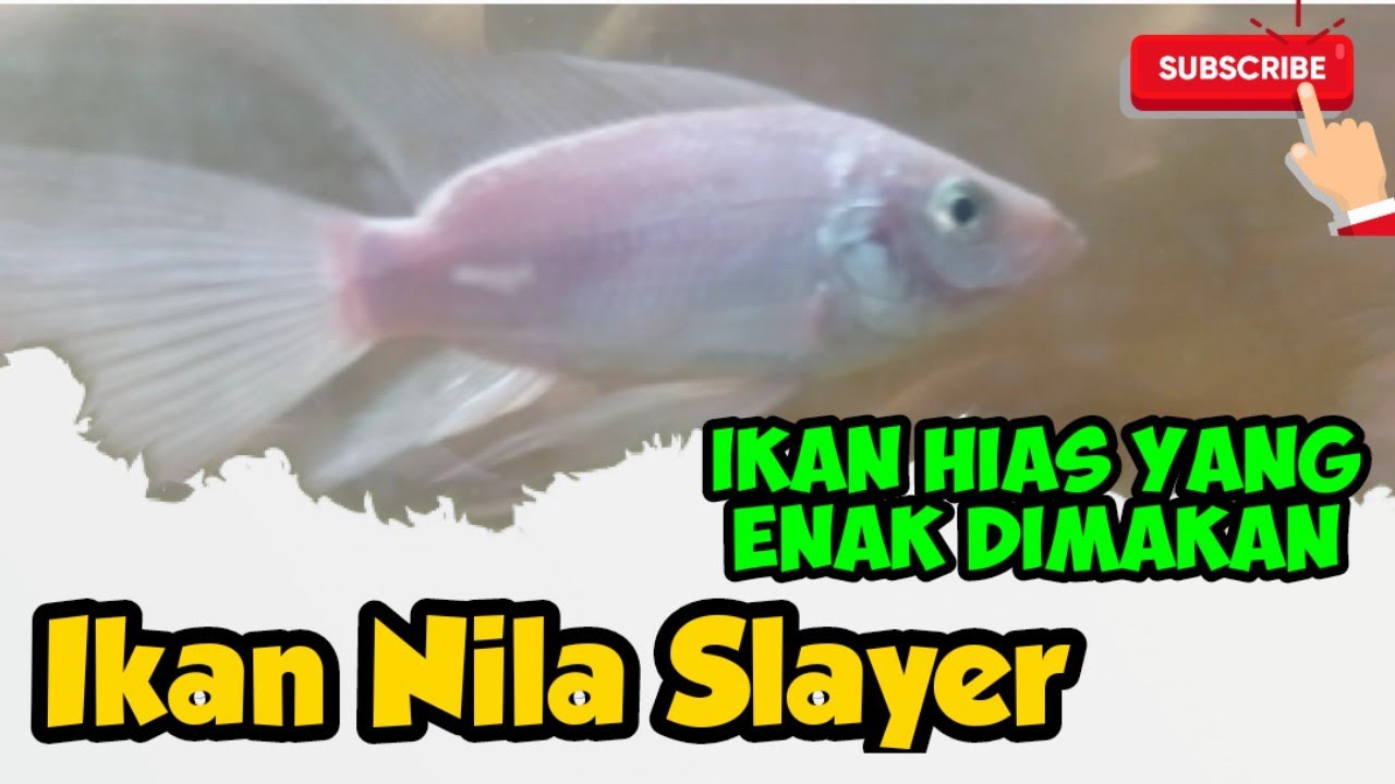Ikan Nila Slayer Ikan Hias Yang enak Di Makan - YouTube