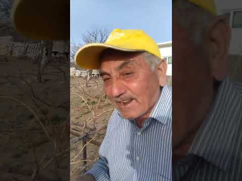 Mevlüt Şen Bağ budama Derinkuyu/Nevşehir