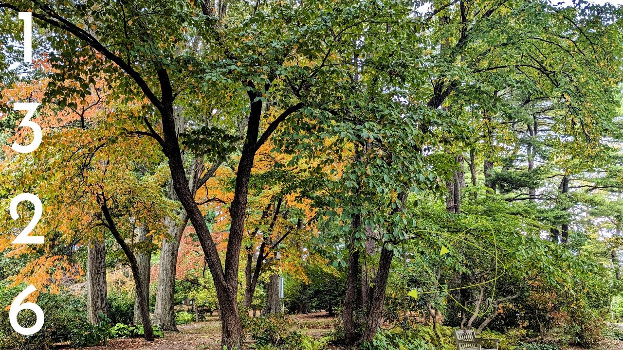 I’ve Been Grounded In Suburbia For 1326 Days — Fall Forest — 4K HDR ...