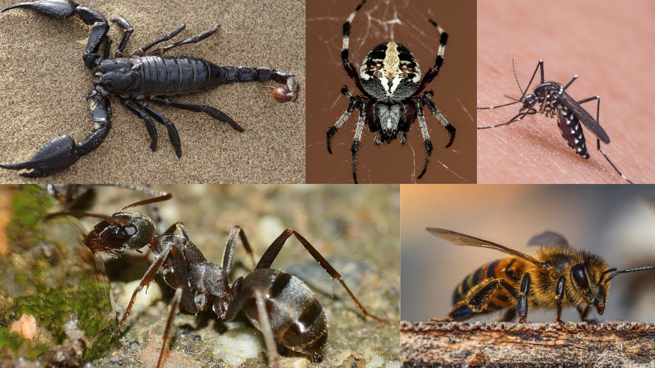 Sound Effects (5 DEADLY INSECTS) - YouTube