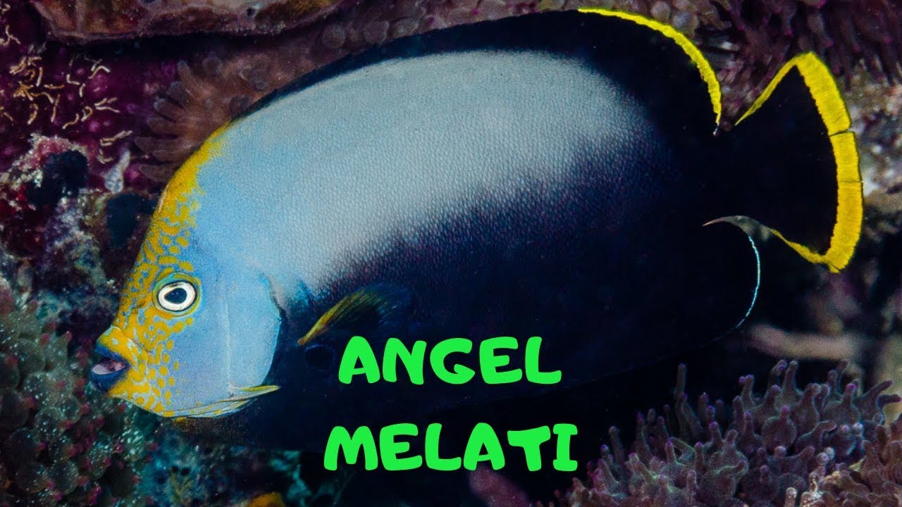 Memelihara Angel Melati / Keeping Black Velvet Angelfish ...