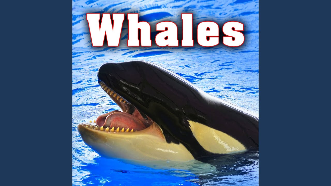 Various Whale Movements in Water with Splashing - YouTube