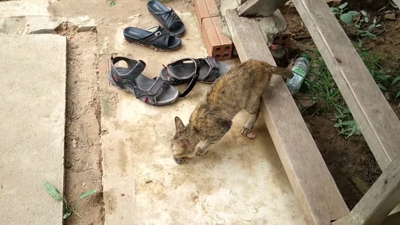 Pity Cats - Daily Cat Live At Outside Restaurant Eat Less Food - YouTube