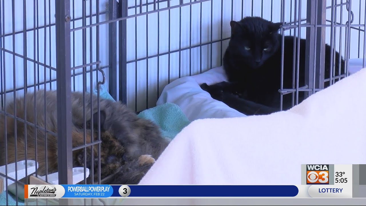 macon county cats - YouTube