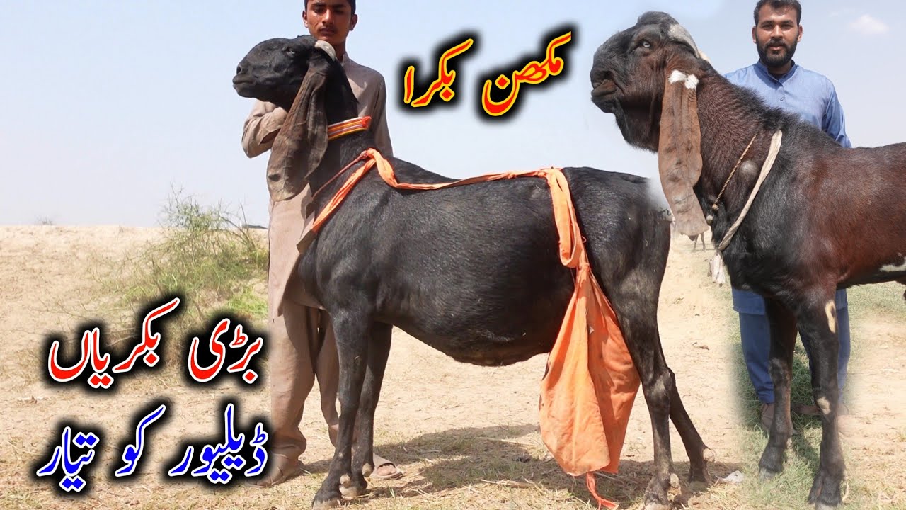 Most Biggest Goat's Of Malik Kali - YouTube